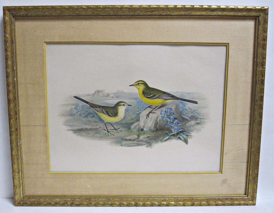 John Gould & H.C. Richter Budytes Rayl, Yellow Wagtail Hand-coloured ...