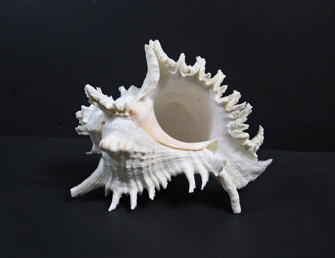 Large Murex Chicoreus Ramosus White Sea Ocean Snail Shell Nautical Beach Decoration - Etsy