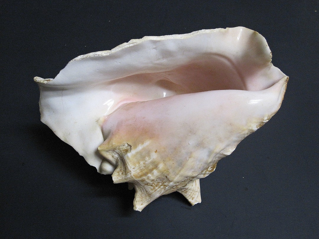 Large Natural Queen Conch Horned Pink Sea Shell Nautical Beach ...