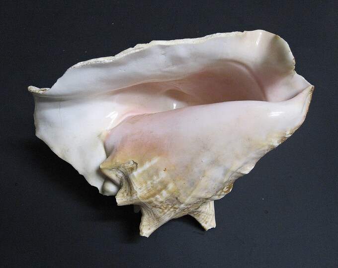 Large Natural Queen Conch Horned Pink Sea Shell Nautical Beach ...