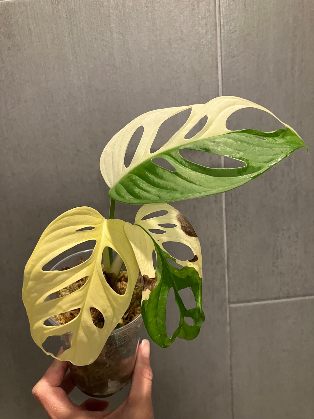 Variegated Albo Monstera Adansonii 3 Leaf Half Moon Rooted Plant ...