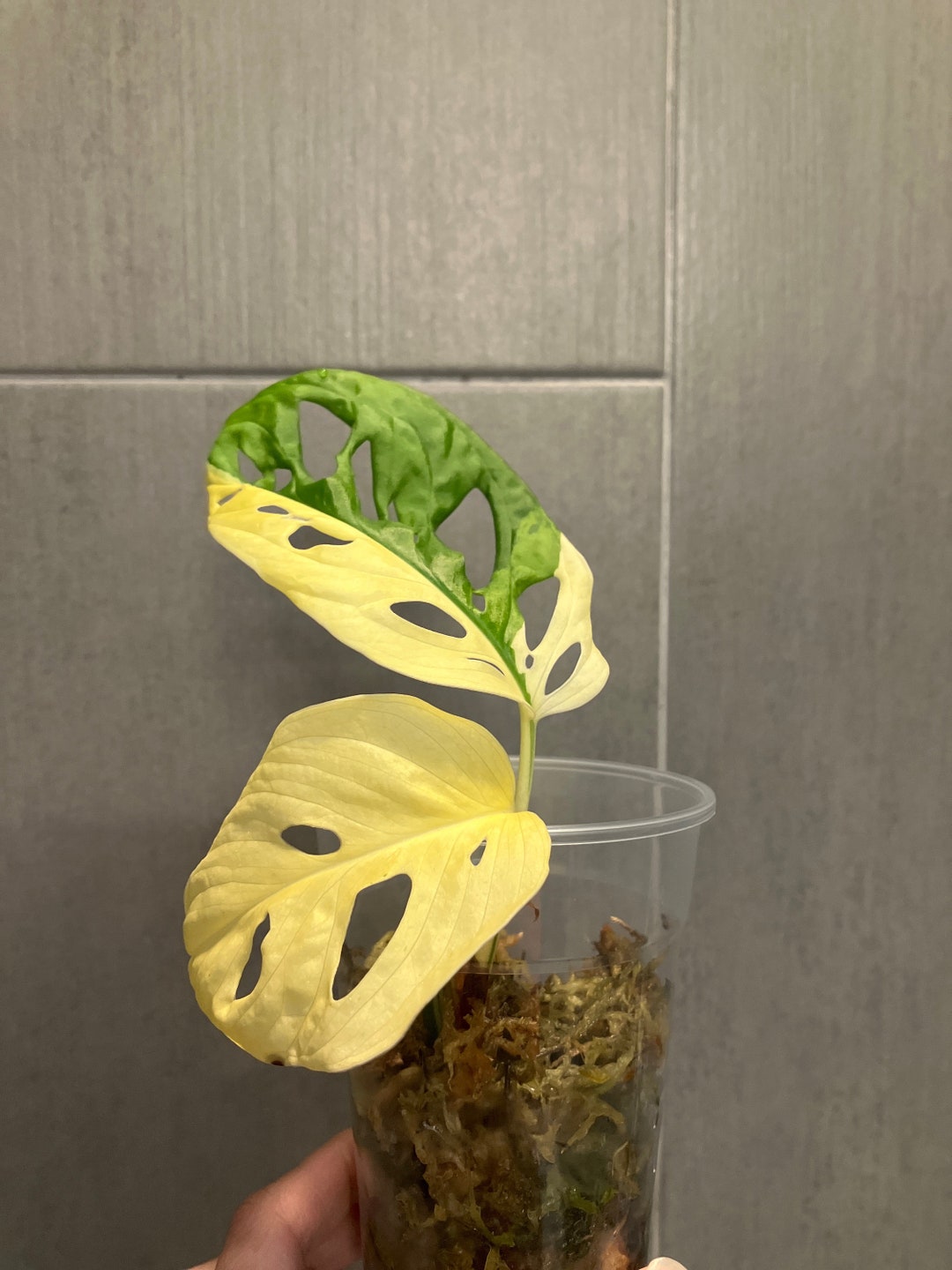 Variegated Half Moon Albo Monstera Adansonii 2 Leaf Rooted - Etsy