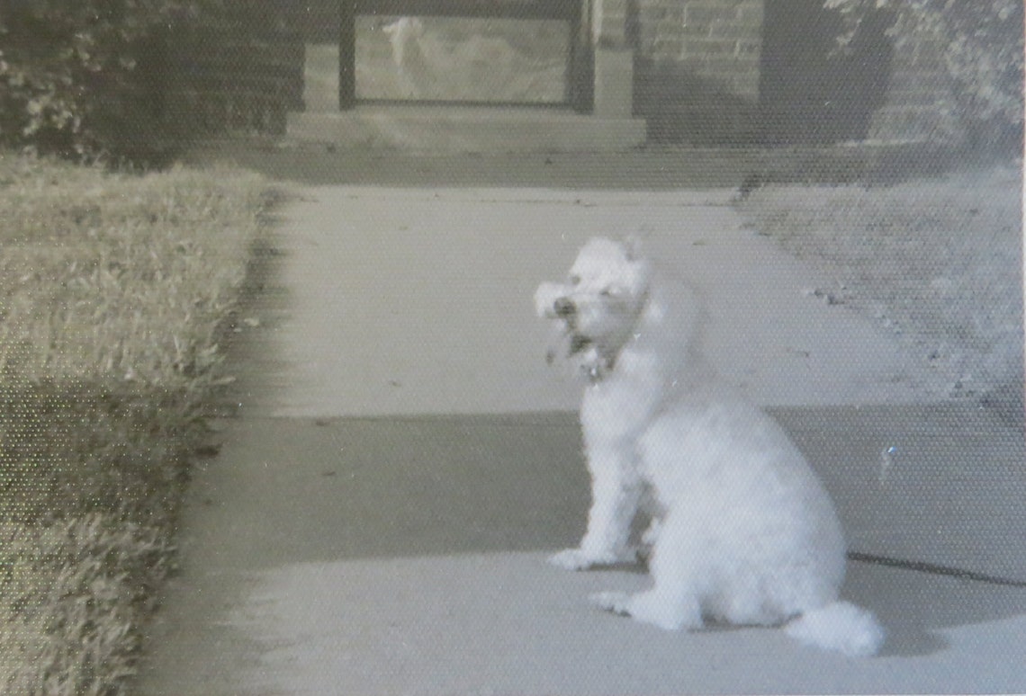 Vintage 1950s Yawning Poodle Puppy Photo - Etsy