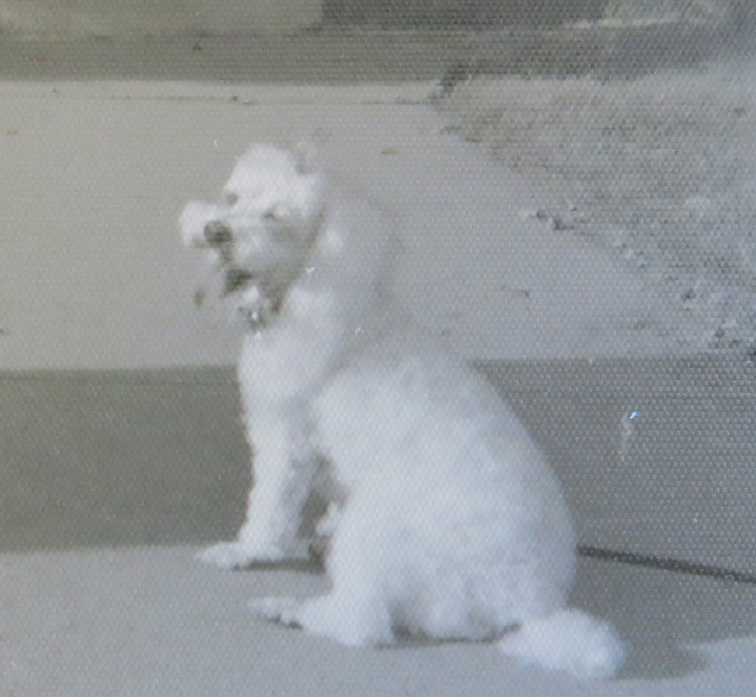 Vintage 1950s Yawning Poodle Puppy Photo - Etsy