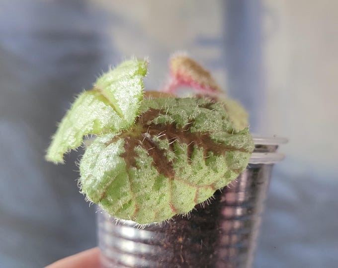 Begonia Darthvaderiana 'green Spots' Terrarium Culture FREE US SHIPPING ...