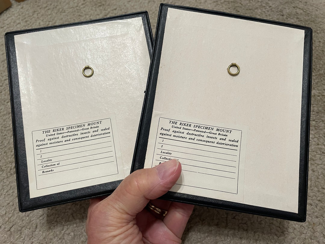 Riker Specimen Mount Frames, Set of Two - Etsy