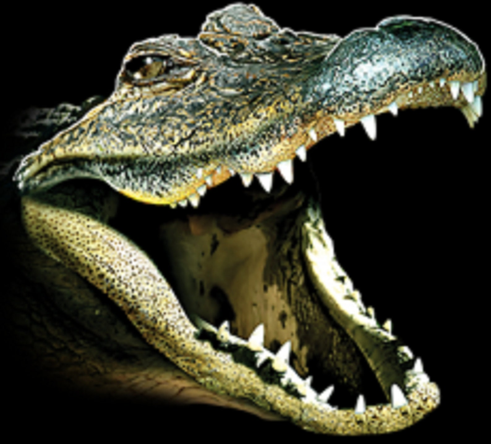 Alligator T Shirt, Gator Face Shirt, (sweatshirt, Hoodie Available on ...