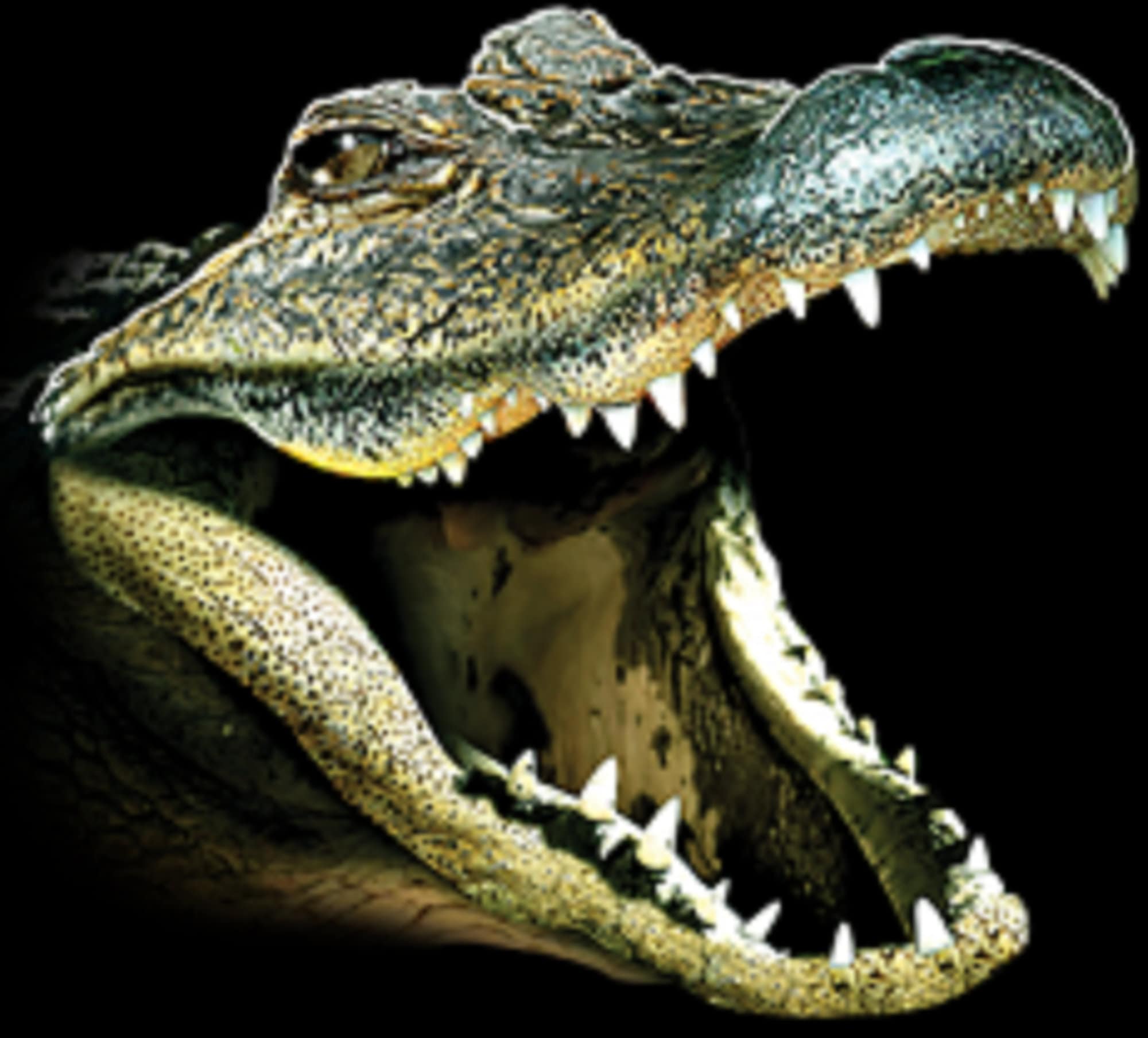 Alligator T Shirt, Gator Face Shirt, (sweatshirt, Hoodie Available on ...