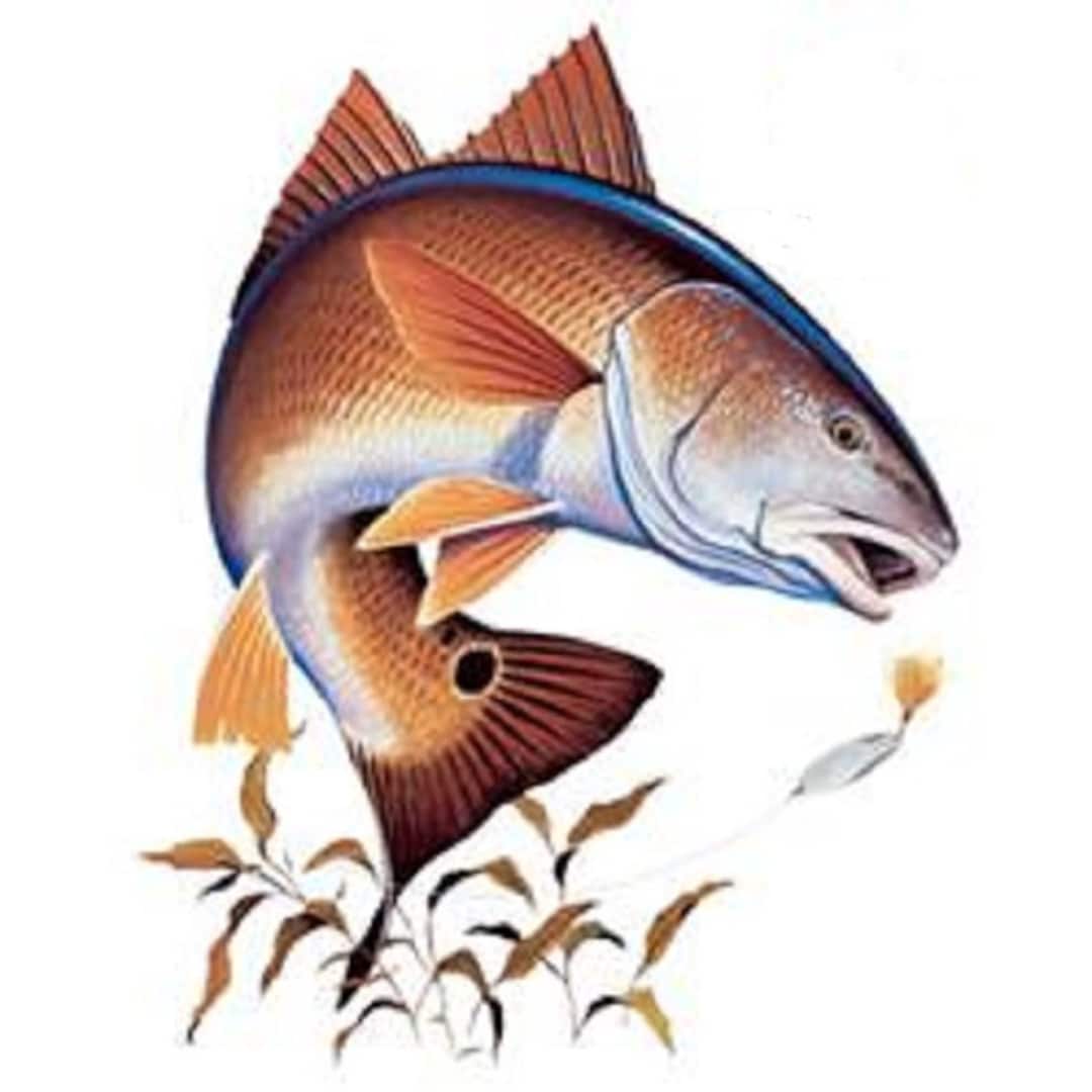 Redfish T Shirt, Fish Fishing Shirt, sweatshirt, Hoodie Available on ...
