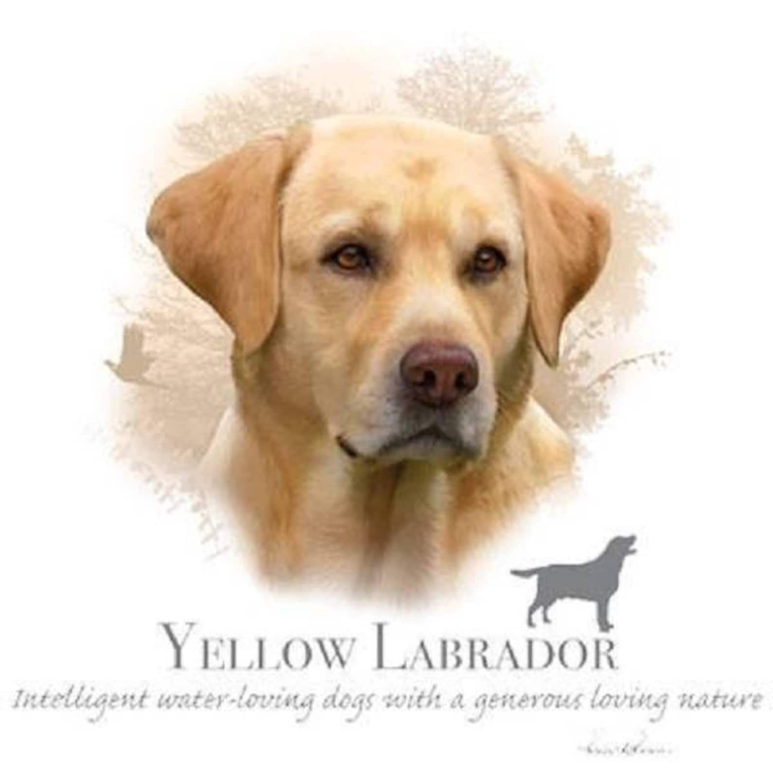 Yellow Lab Dog T Shirt Yellow Labrador sweatshirt Hoodie - Etsy