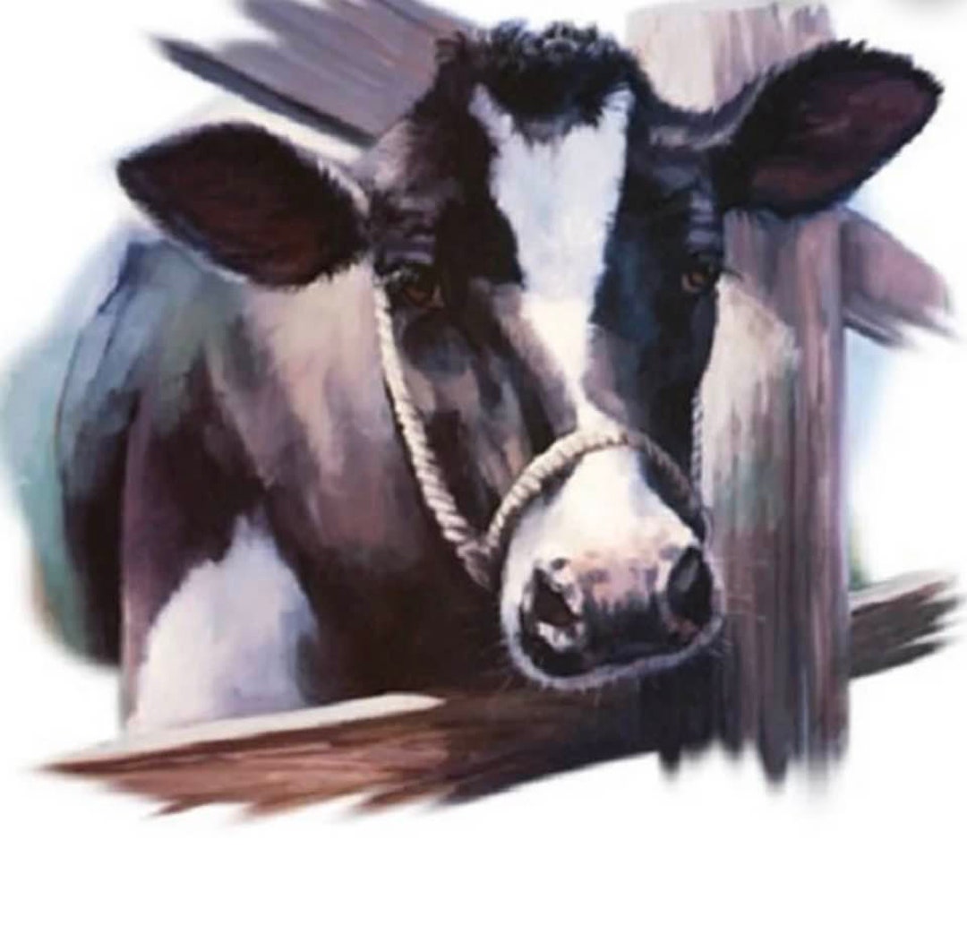 Cow T Shirt, Holstein Cow, (sweatshirt, Hoodie Available on Request ...