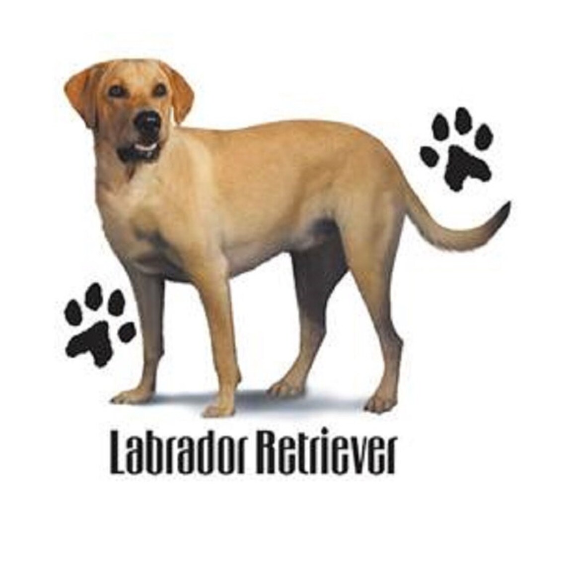 Yellow Lab T Shirt Labrador Retriever sweatshirt Hoodie - Etsy