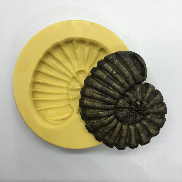 Ammonite Shell - Etsy