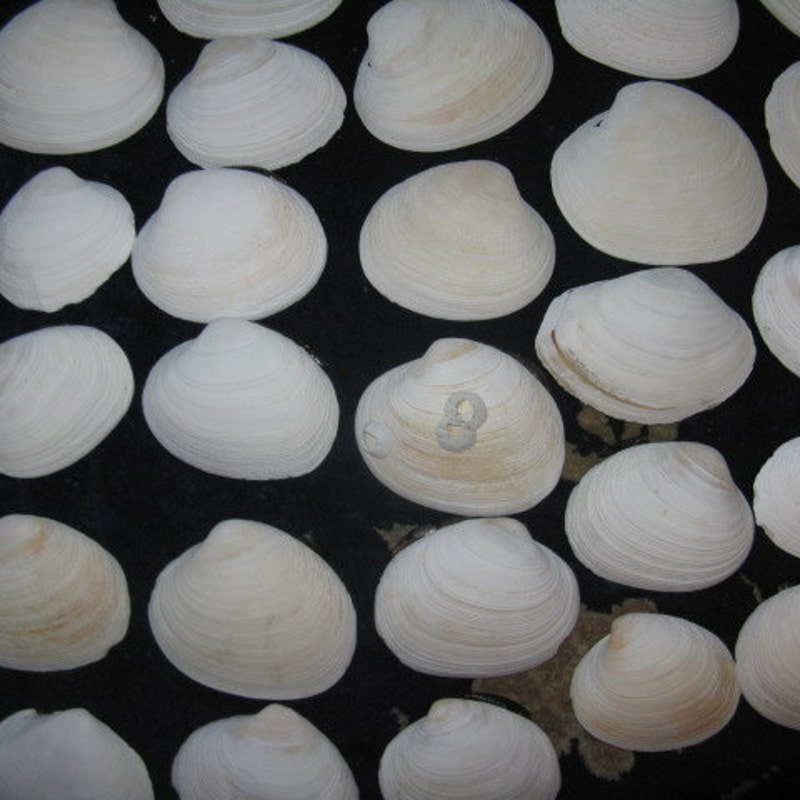 Small Clam Shells Art - Etsy