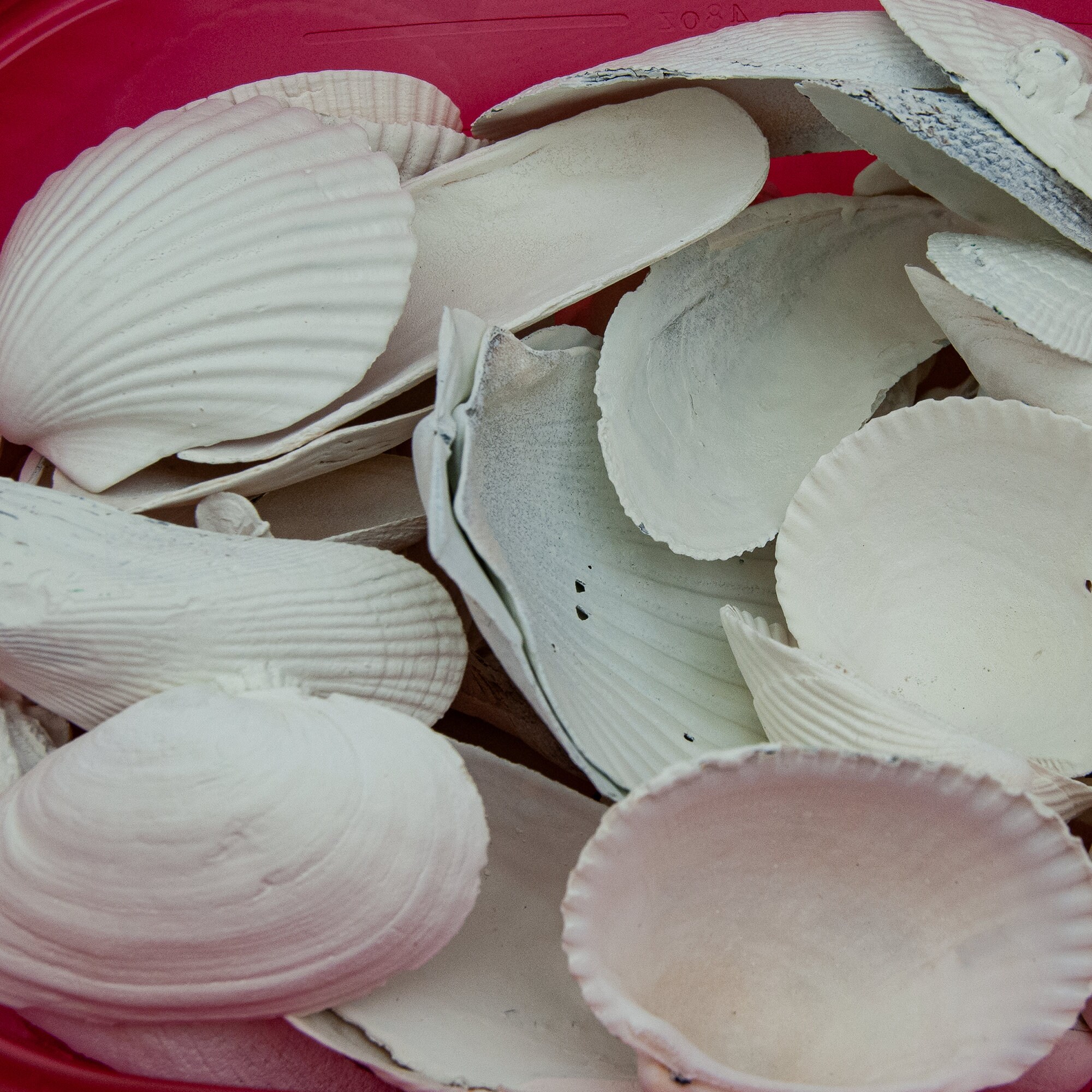 67 Seashells From Cape Cod Beaches, Smooth and Ribbed Shells, Assorted ...