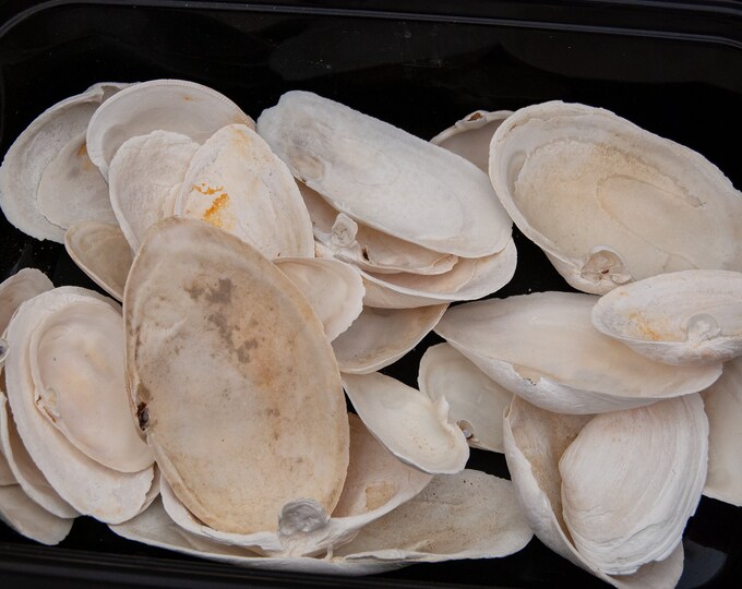 67 Seashells From Cape Cod Beaches, Smooth and Ribbed Shells, Assorted ...