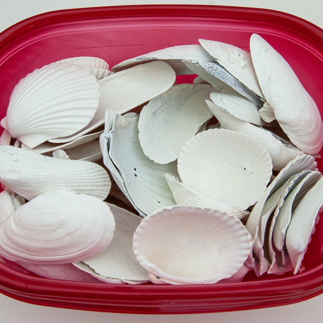 67 Seashells From Cape Cod Beaches, Smooth and Ribbed Shells, Assorted ...