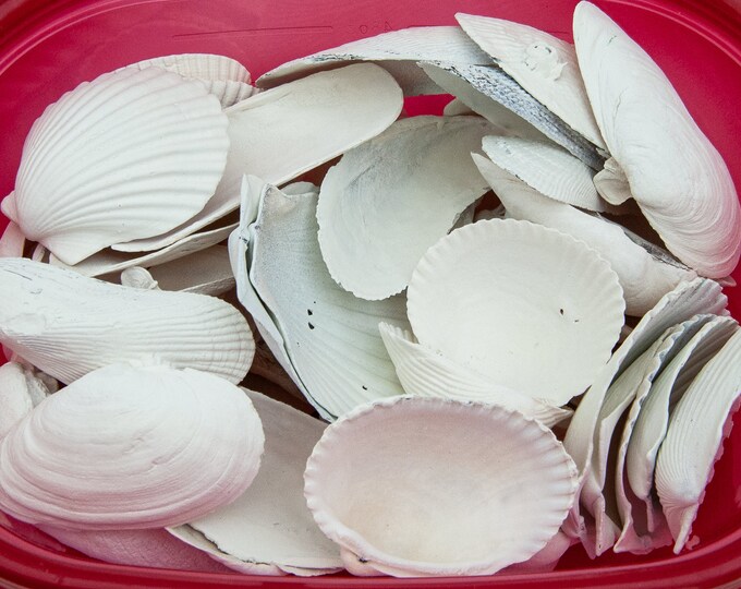 67 Seashells From Cape Cod Beaches, Smooth and Ribbed Shells, Assorted ...
