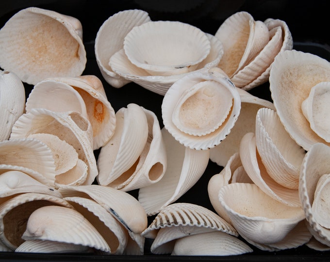 50 Seashells From Cape Cod Beaches, Ribbed Shell, Assorted Sizes, 1 to ...
