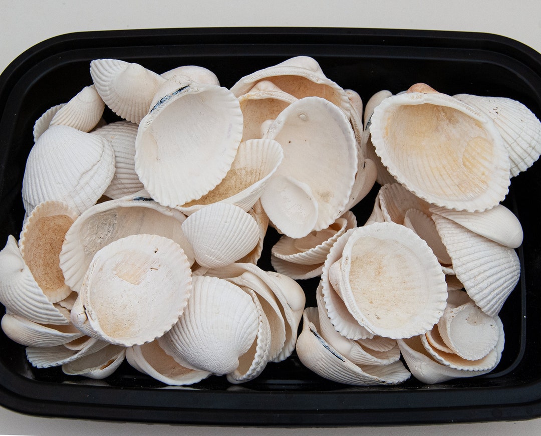 60 Seashells From Cape Cod, Ribbed Shell, Assorted Sizes, 1” to 2” Wide ...
