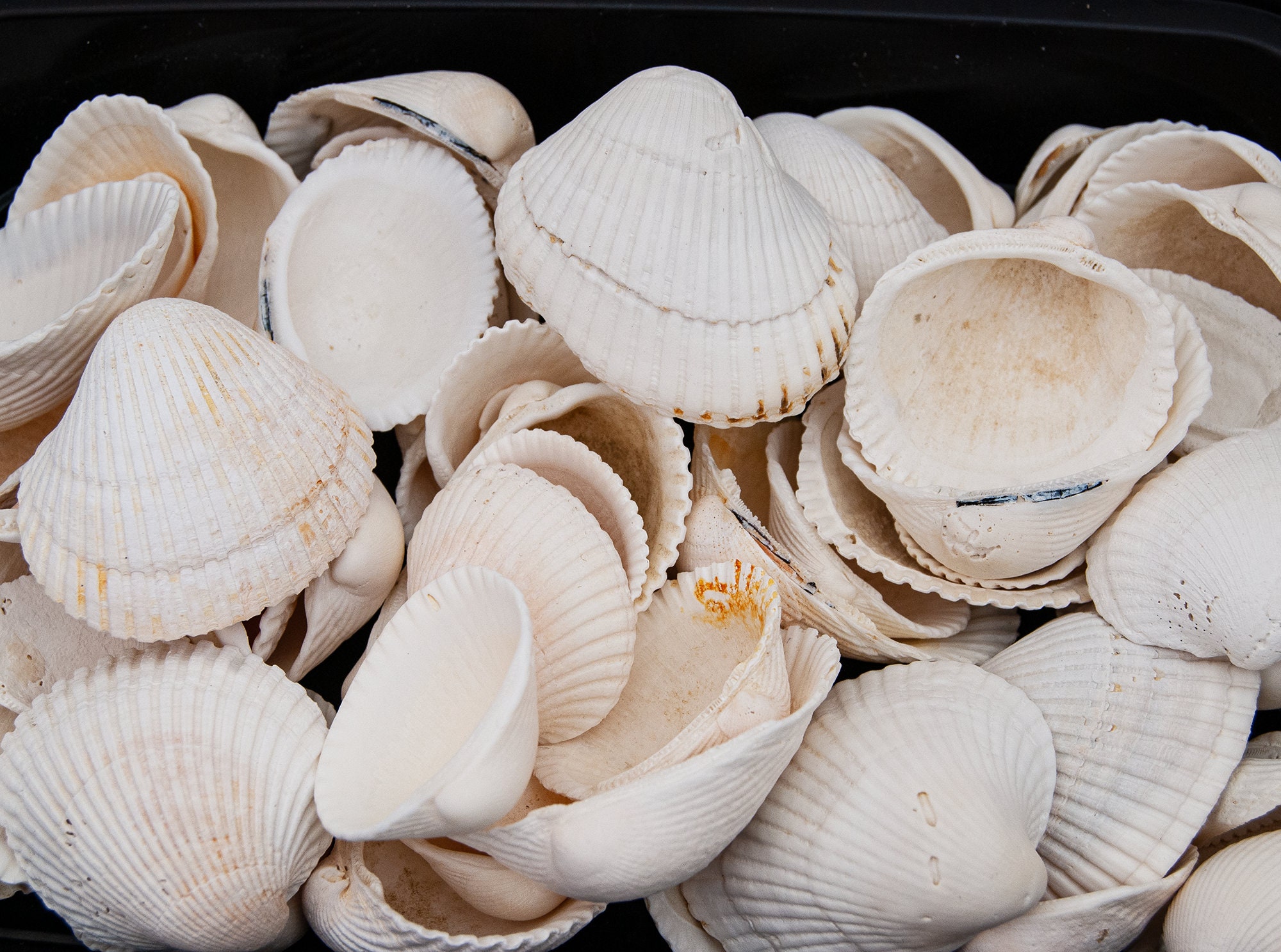 60 Seashells From Cape Cod, Ribbed Shell, Assorted Sizes, 1 to 2 Wide ...