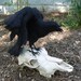 Common Raven, Custom Order - Etsy