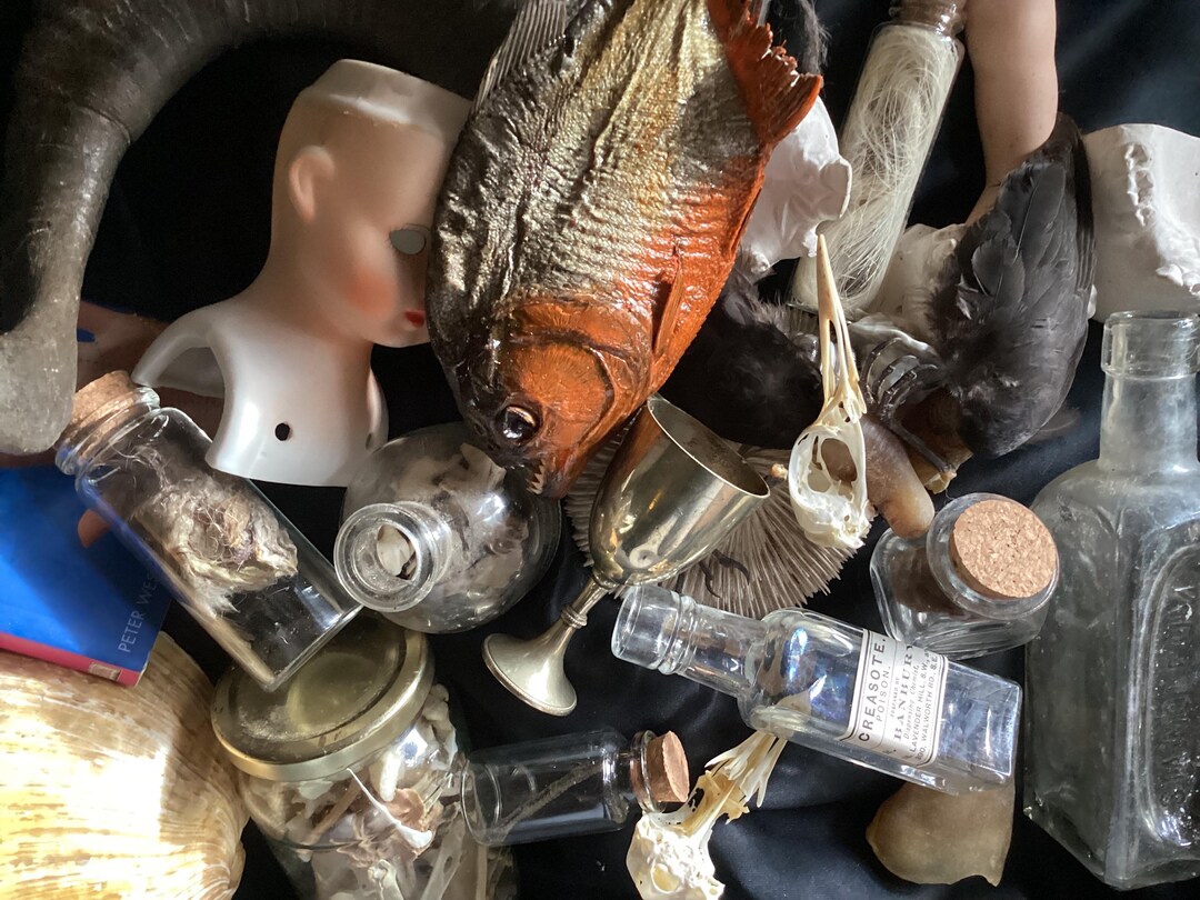 Extra Large Oddities Box: Taxidermy, Bones, & Curiosities - Etsy