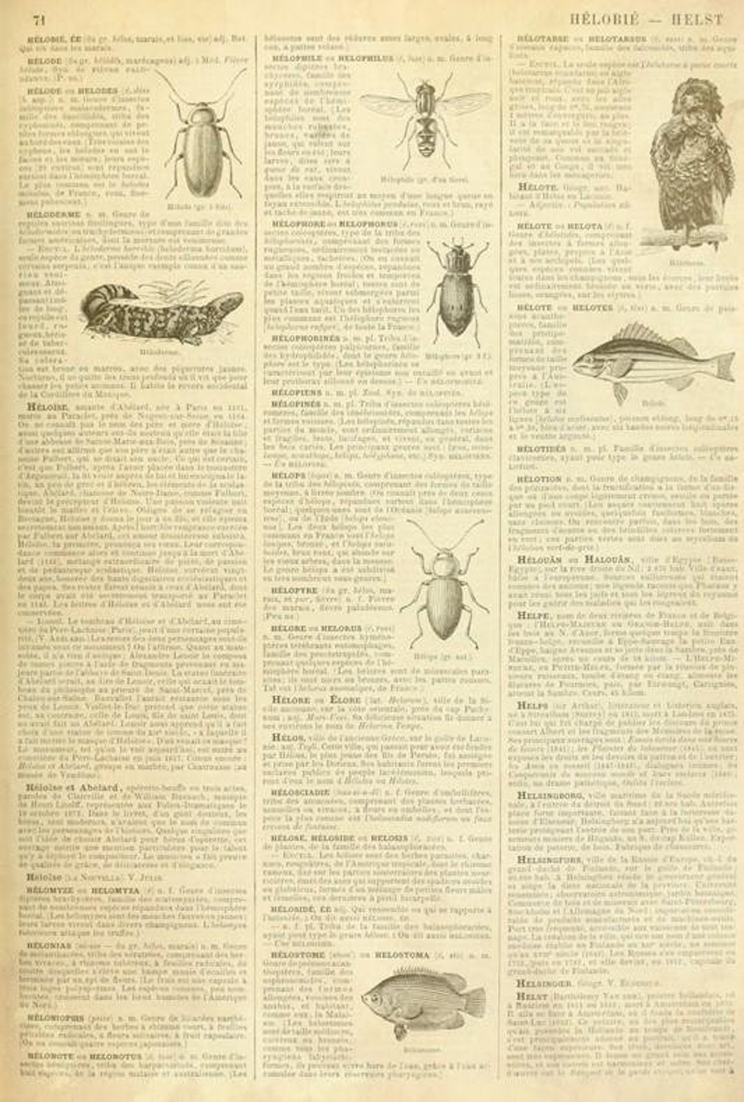 Entomology Dictionary Page Decoupage Craft Paper by Roycycled Papers - Etsy