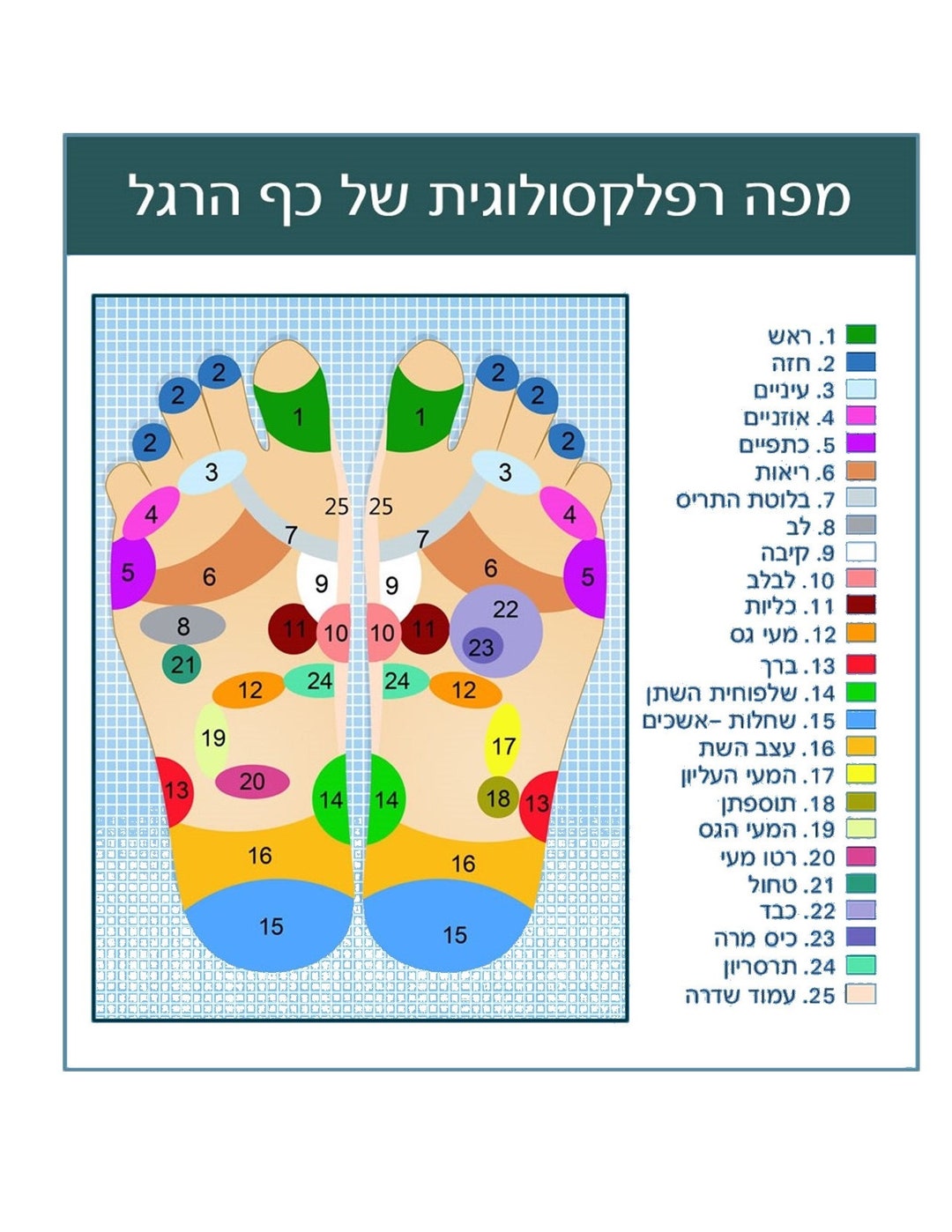 Foot Reflexology Chart Hebrew English Laminated 8 1/2x11in. Ideal for ...