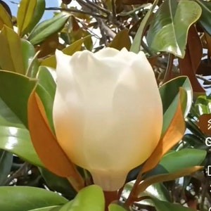 True Southern Heirloom White Magnolia Flower High-quality Essential Oil ...