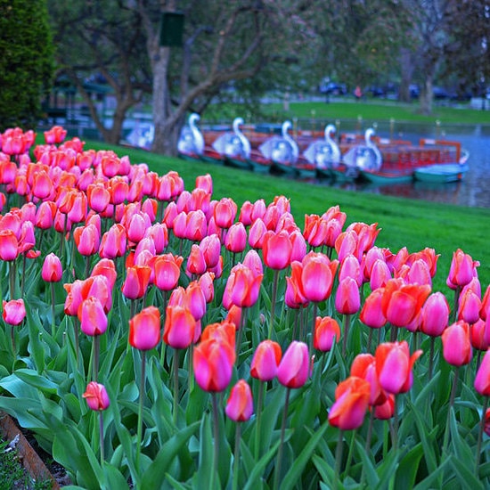 New England Four Seasons Boston Public Garden Lake - Etsy