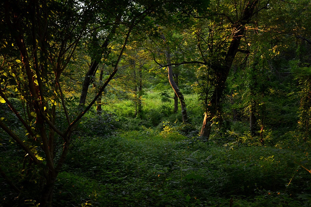 Sudbury MA, Forest Photography, Forest Photography, Forest Print ...