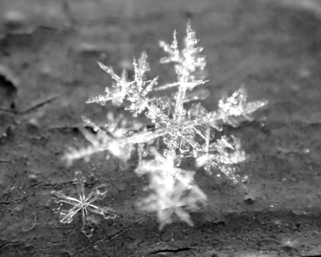 Snowflake Family Snowflake Macro, Snowflake Print, Snowflake ...