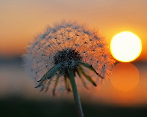 Dandelion Blowing Sunset