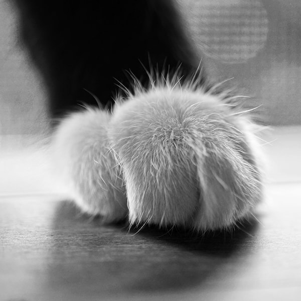 Kitty Knuckles - Etsy