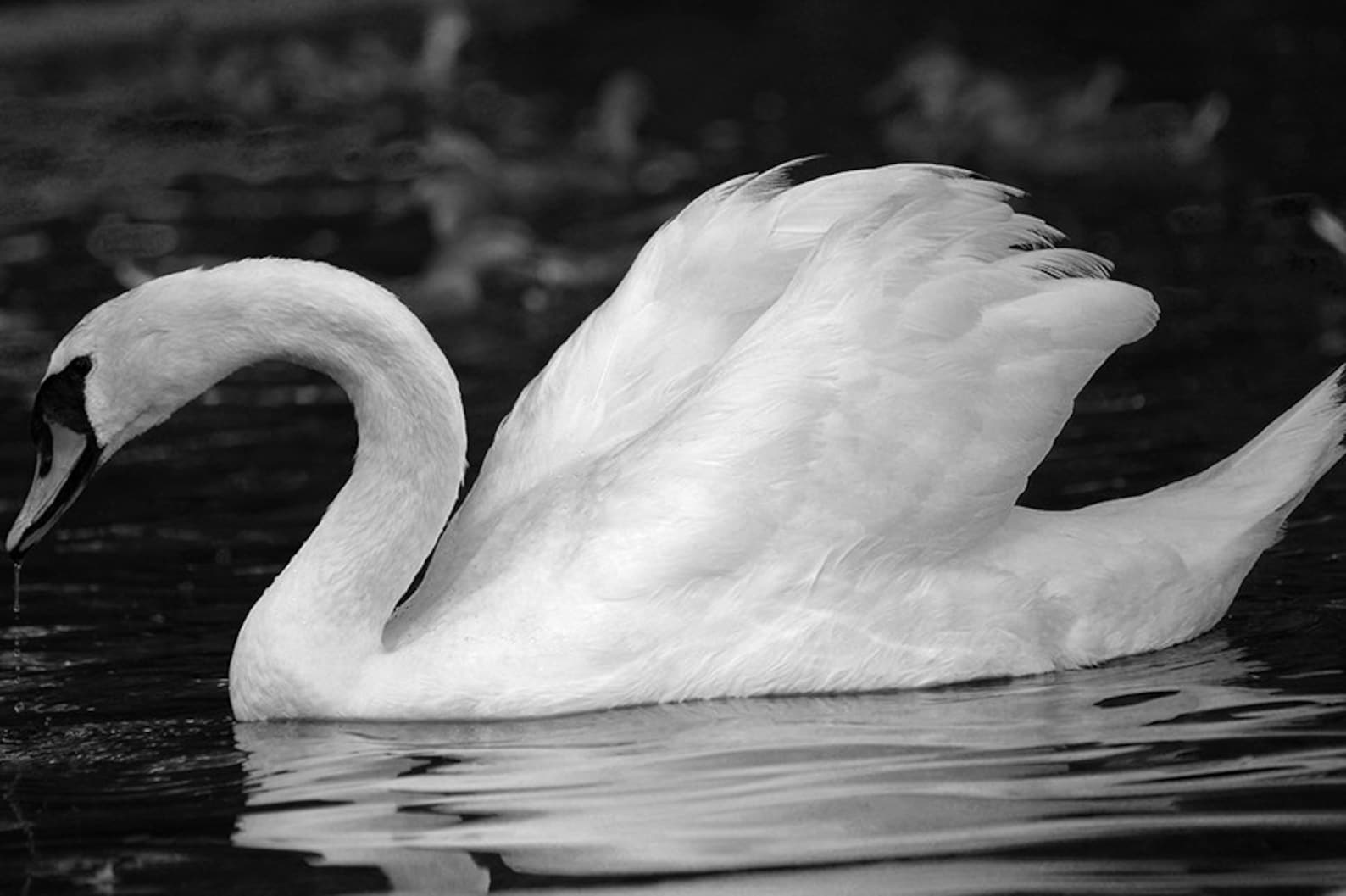 Swan Photography 4x6 8x12 12x18 Swan Art Swan Decor Swan - Etsy