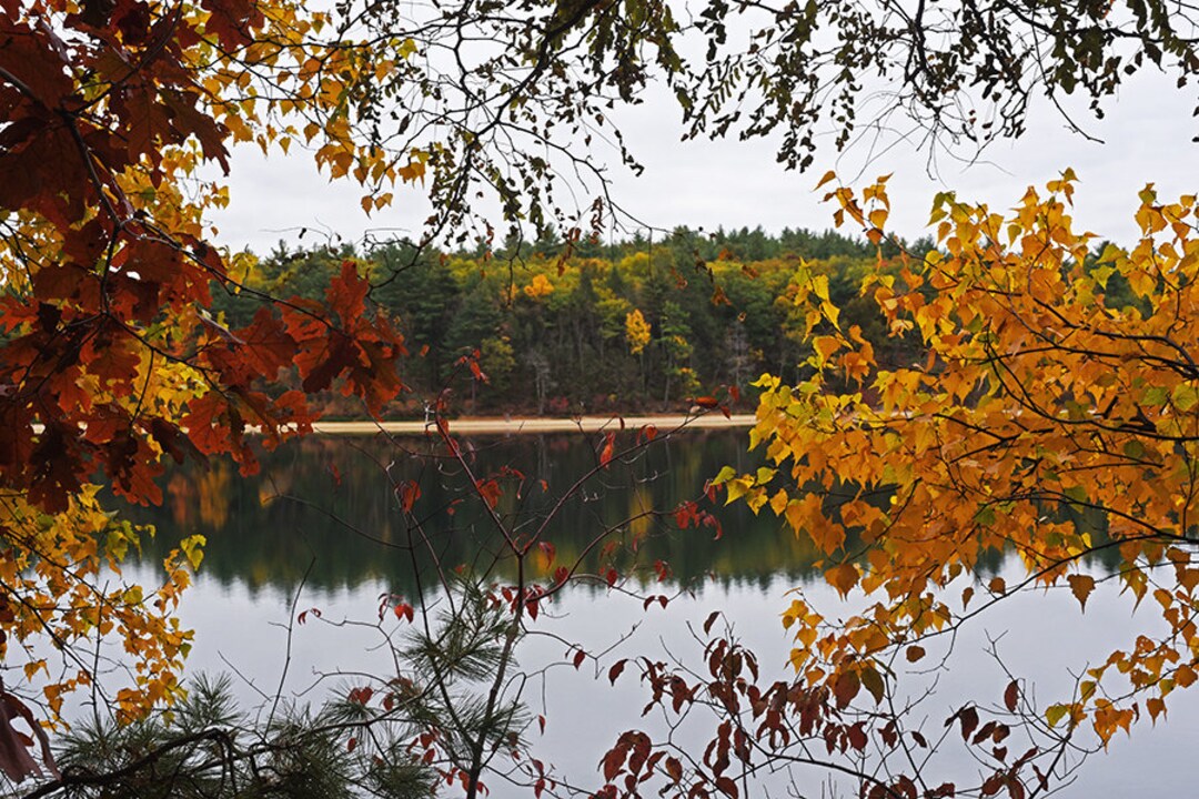 Through the Leaves at Walden Pond, Fall Photography, Fall Art, Fall ...