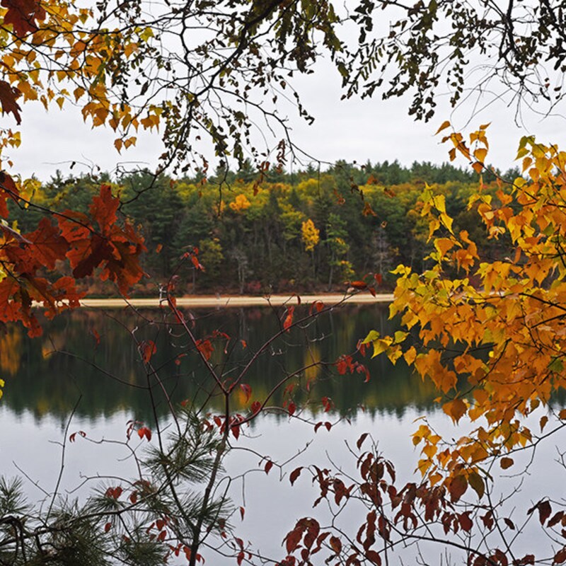 Walden Pond - Etsy