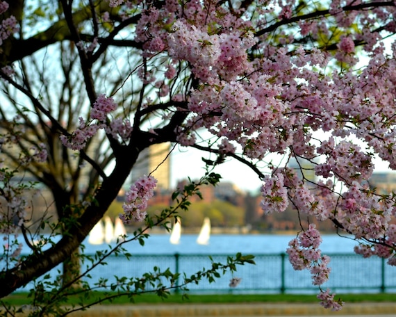 Fine Art Photography A Beautiful Spring Day on the Charles | Etsy
