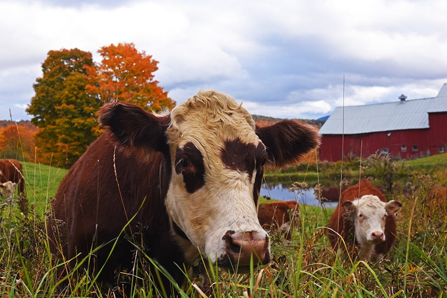 Jenne Farm Cows Congregating Reading VT Vermont Cow - Etsy