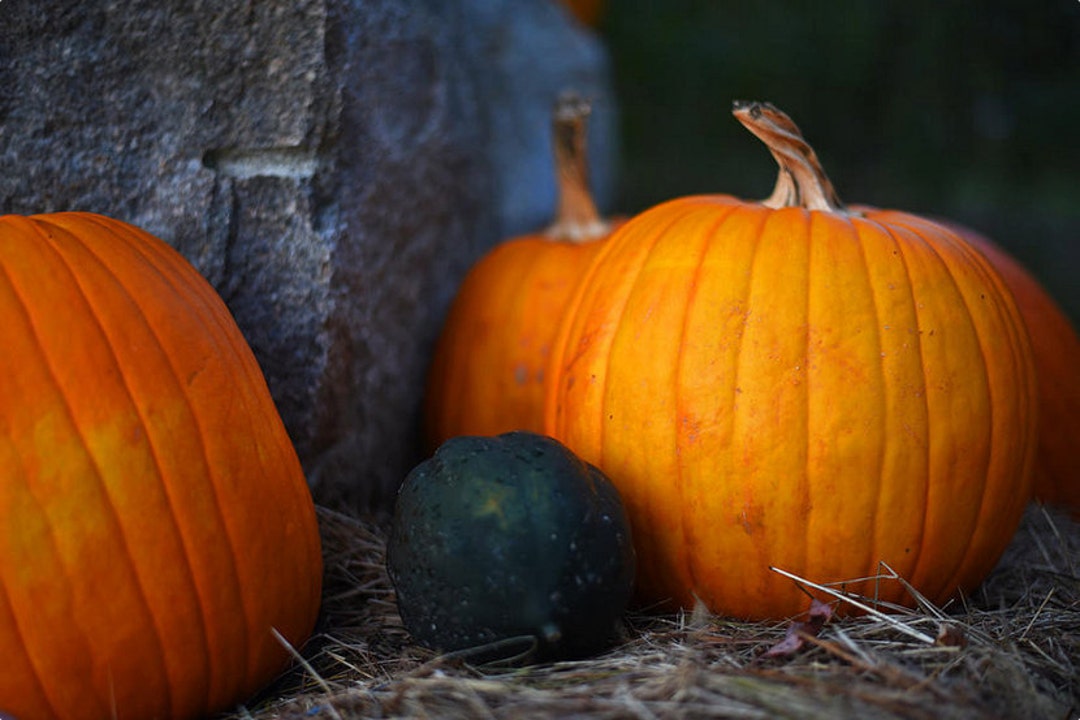 New Hampshire Pumpkin Patch, Pumpkin Decor, Pumpkin Art, Pumpkin Print ...