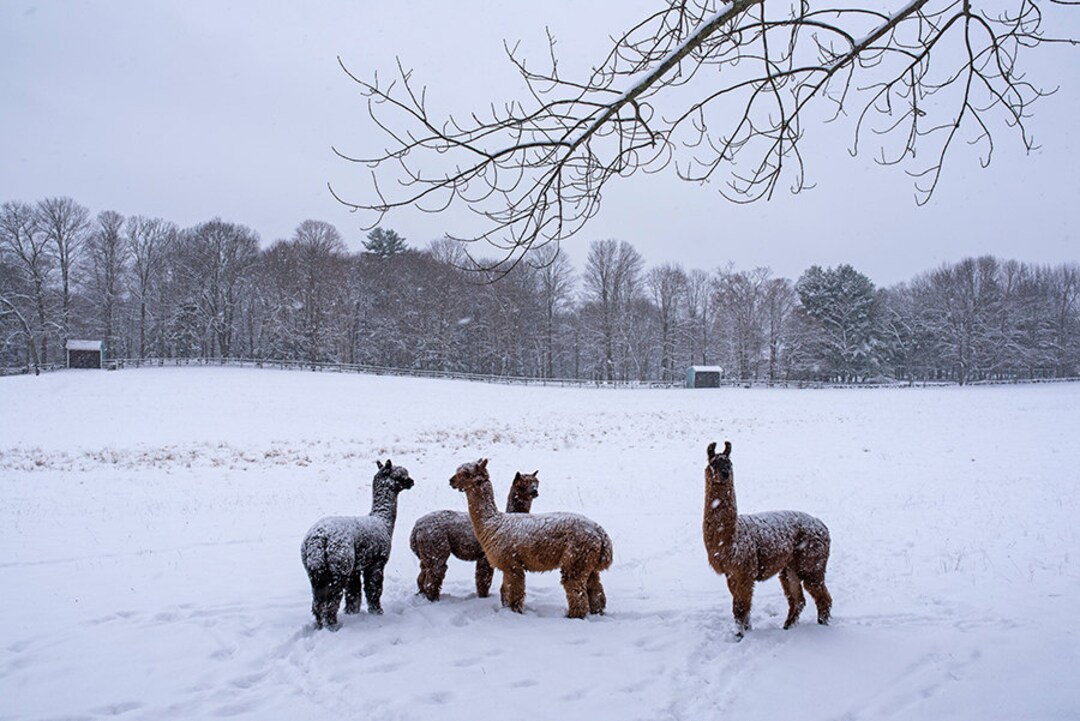 Farm Alpacas, Winter Photography, Winter Art, Winter Print, Winter ...