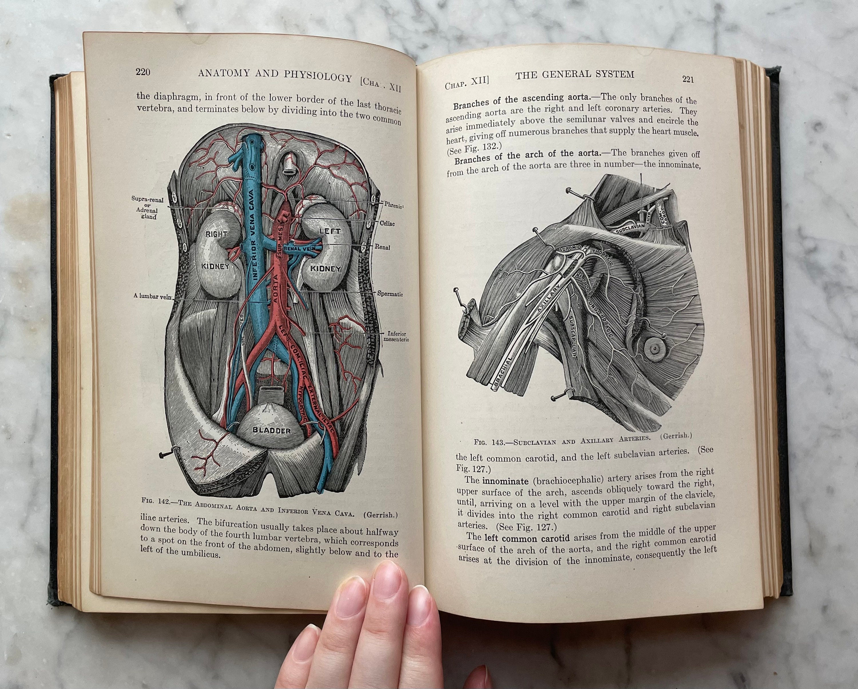 Anatomy And Physiology Book