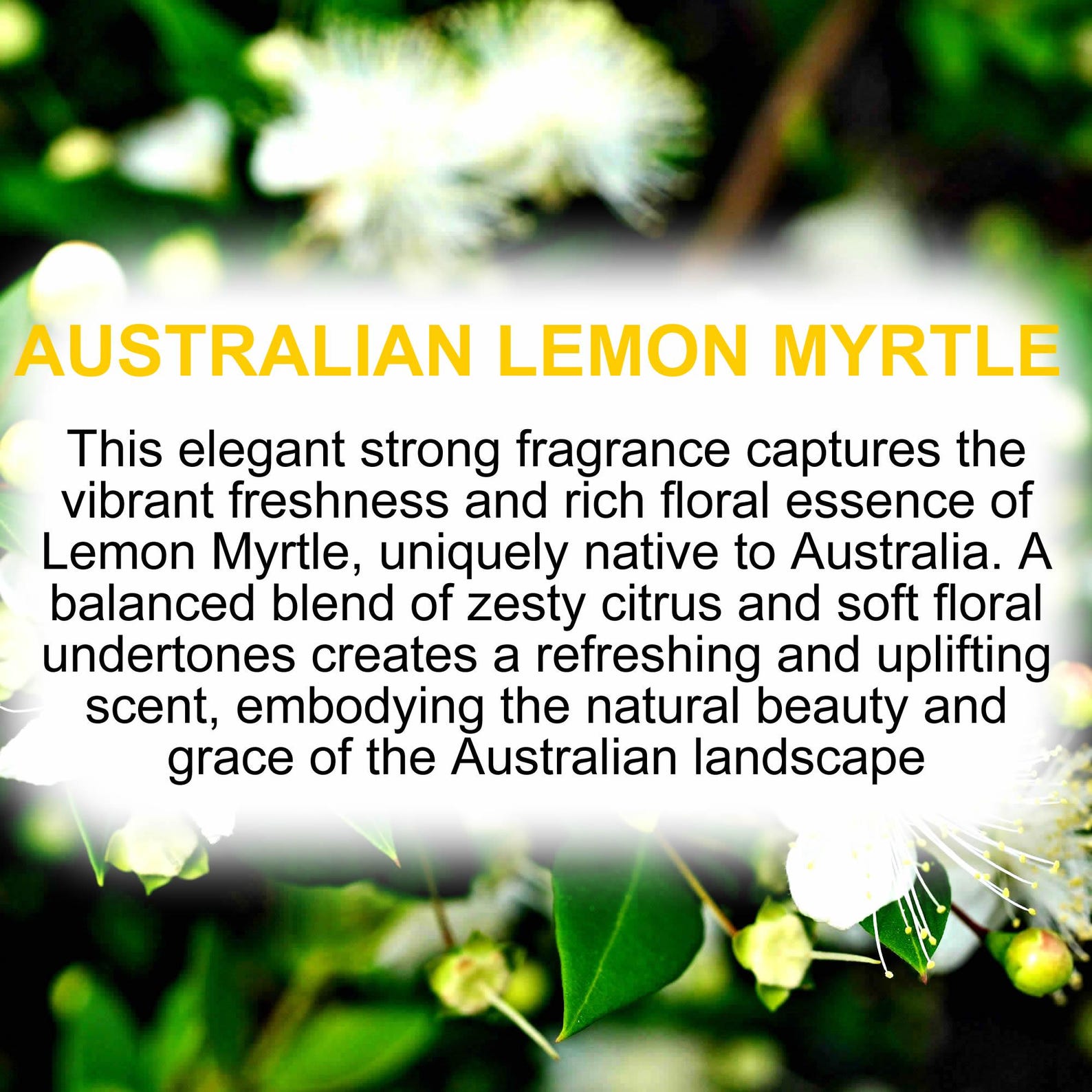 Australian Lemon Myrtle Scented Pillar Candle Eco-friendly - Etsy
