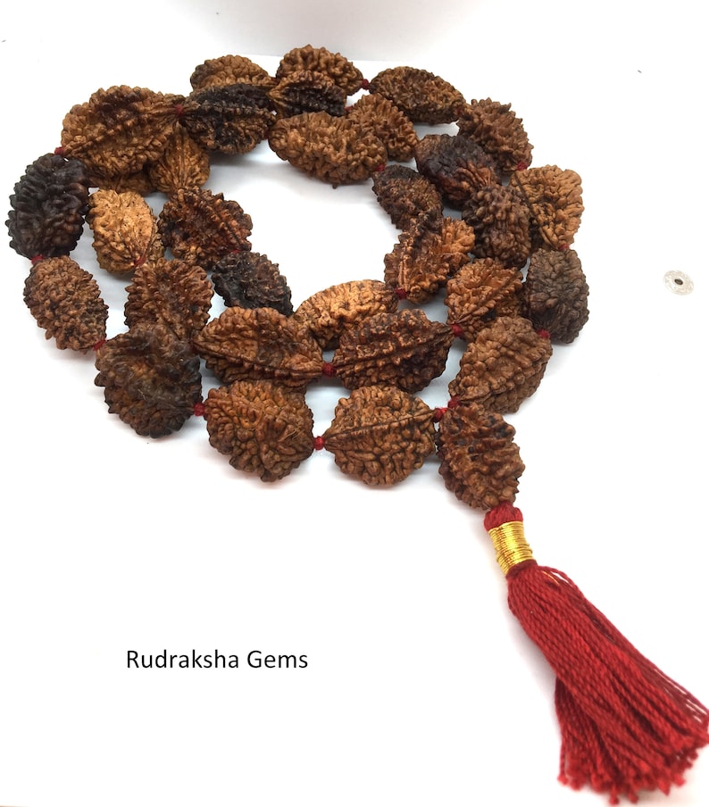 2 Mukhi Rudraksha Mala - Two Face Rudraksha Japa Mala - Rudraksha ...
