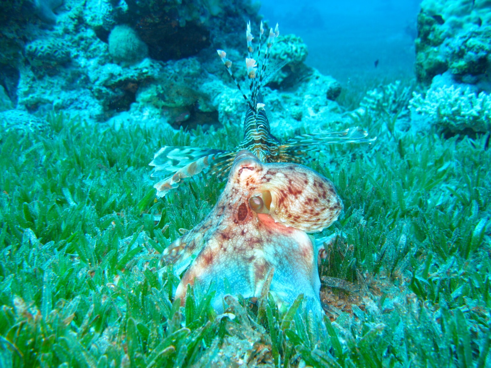 Octopus and Lionfish Digital Photo for Download. the Coral Reefs of the ...