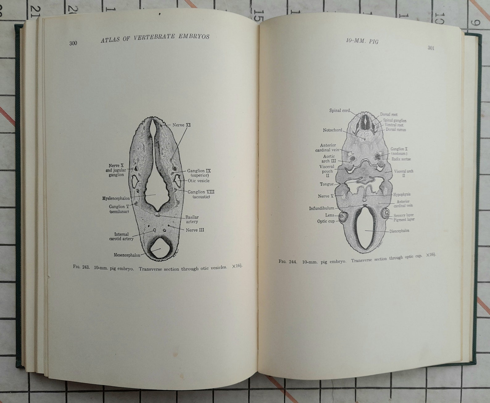 1940s Science Textbook, Introduction to Vertebrate Embryology, Hard ...