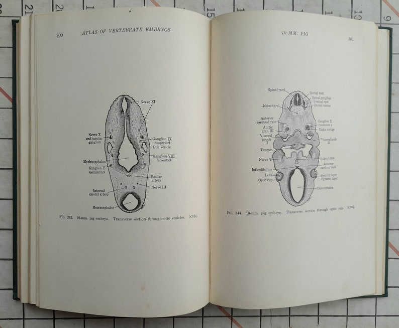 1940s Science Textbook Introduction to Vertebrate Embryology - Etsy