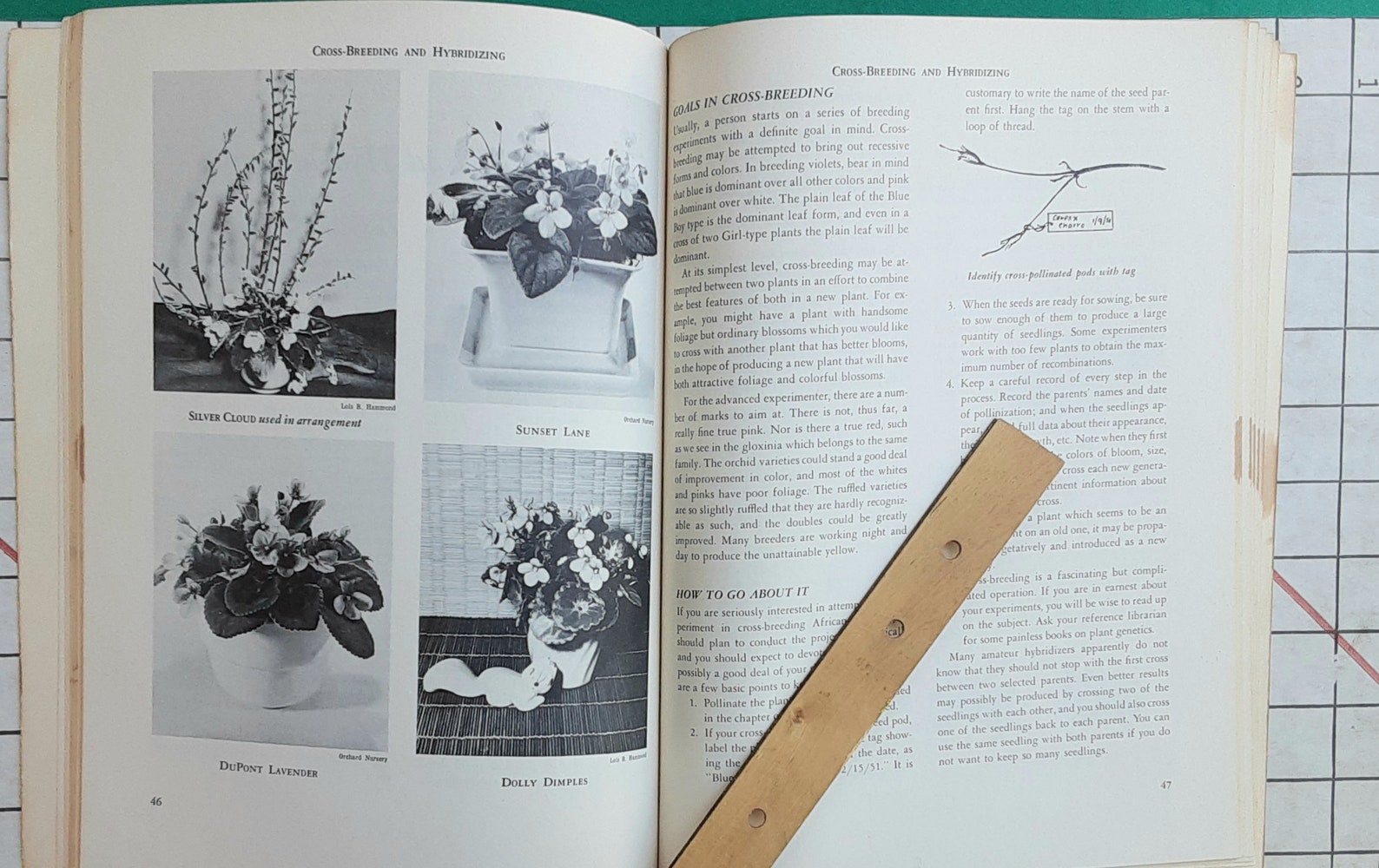 How to Grow African Violets 1950s Softcover Carolyn Rector - Etsy