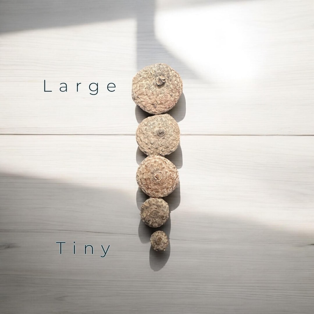 Real and Natural Acron Tops for Crafting, Great for Resin Projects ...